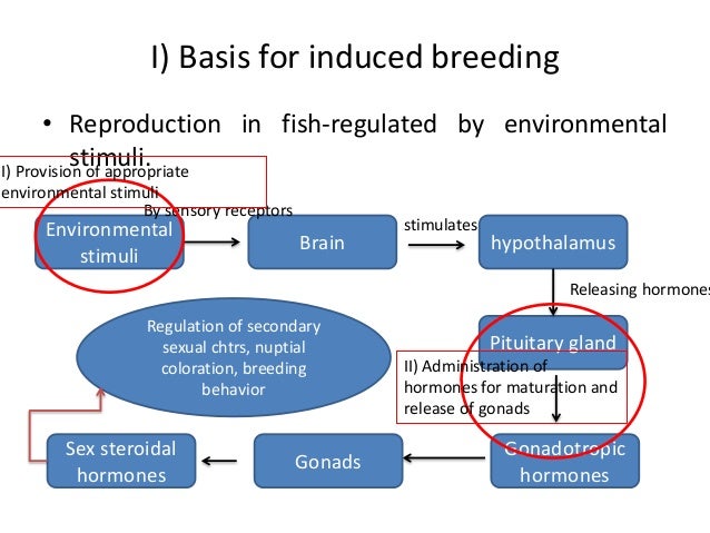 Lecture 5.induced breeding mcm