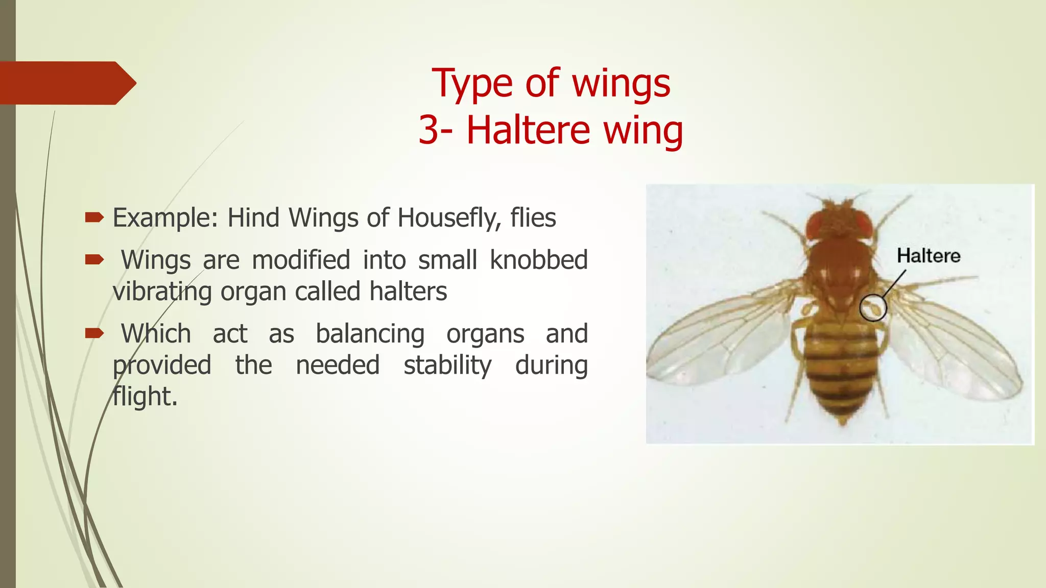 The Insect Chest | PPTX