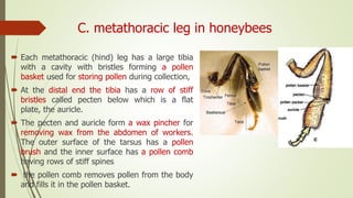 The Insect Chest | PPTX