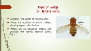 The Insect Chest | PPTX