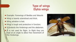 The Insect Chest | PPTX