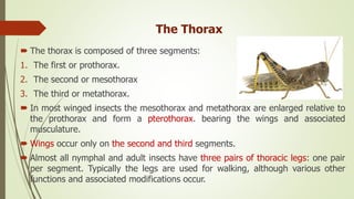 The Insect Chest | PPTX
