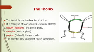 The Insect Chest | PPTX