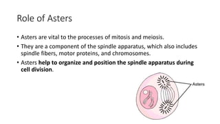 Meiosis | PPT