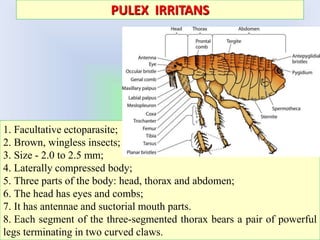 Pulex Irritans Morphology