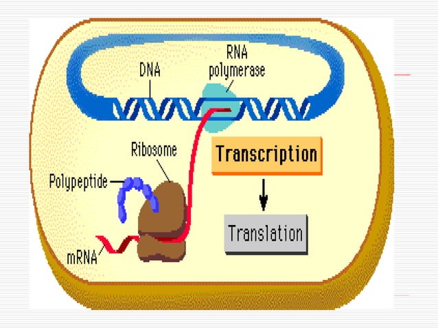 Lecture 5. Transcription.ppt | Chemistry | Science