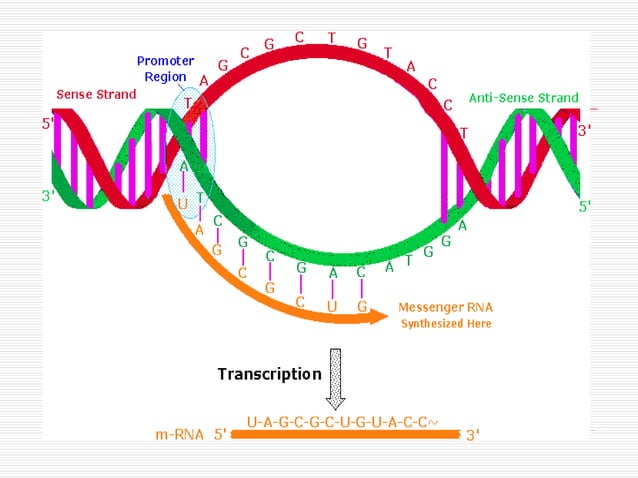Lecture 5. Transcription.ppt | Chemistry | Science
