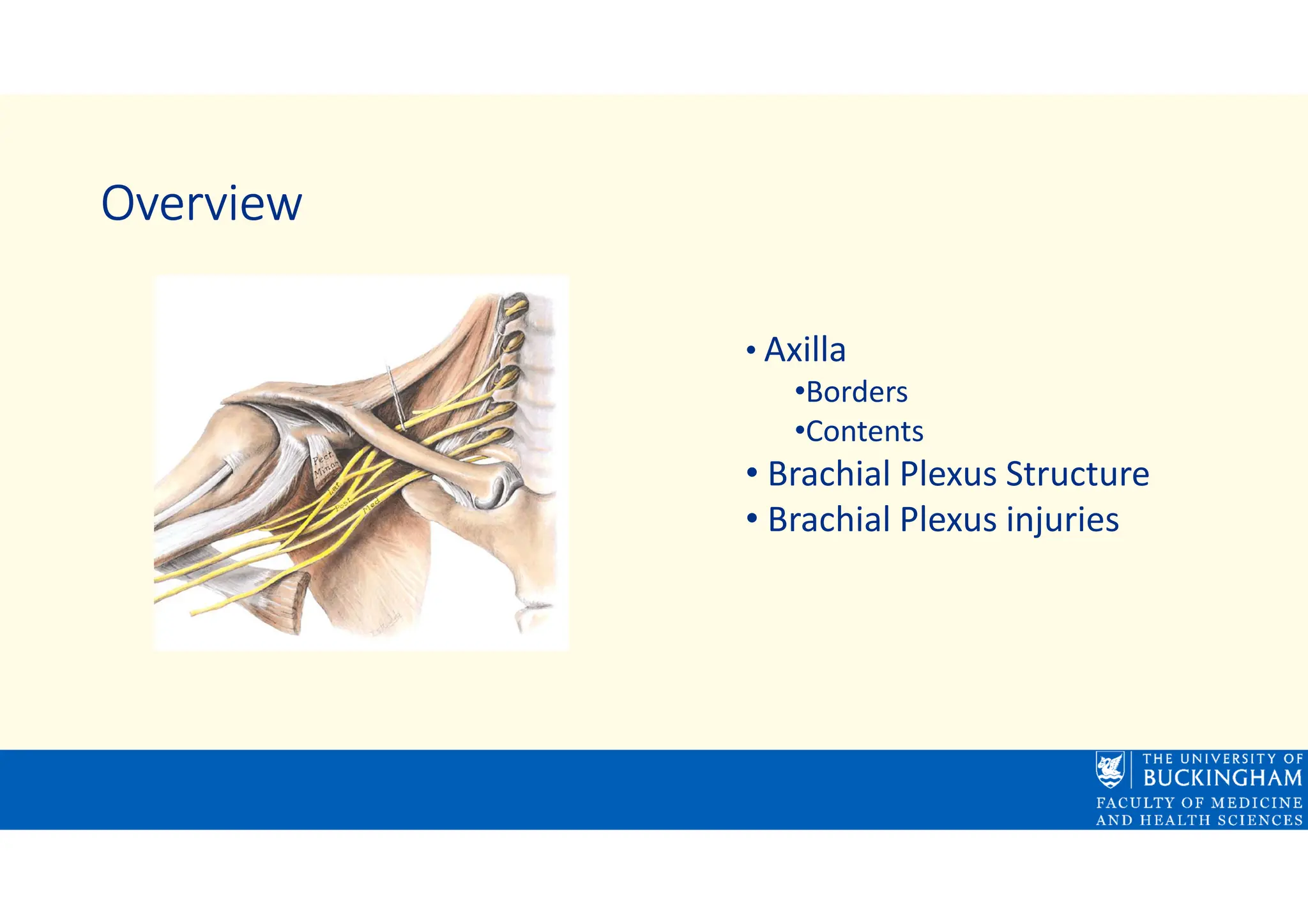 Lecture 5.1 Axilla and Brachial Plexus Moodle version.pdf