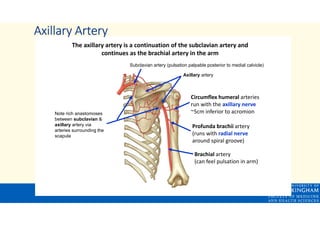 Lecture 5.1 Axilla and Brachial Plexus Moodle version.pdf