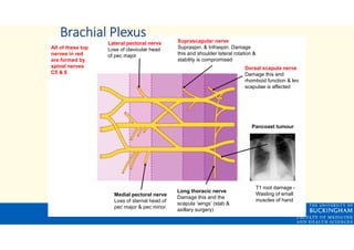 Lecture 5.1 Axilla and Brachial Plexus Moodle version.pdf