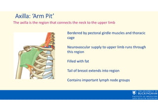 Lecture 5.1 Axilla and Brachial Plexus Moodle version.pdf