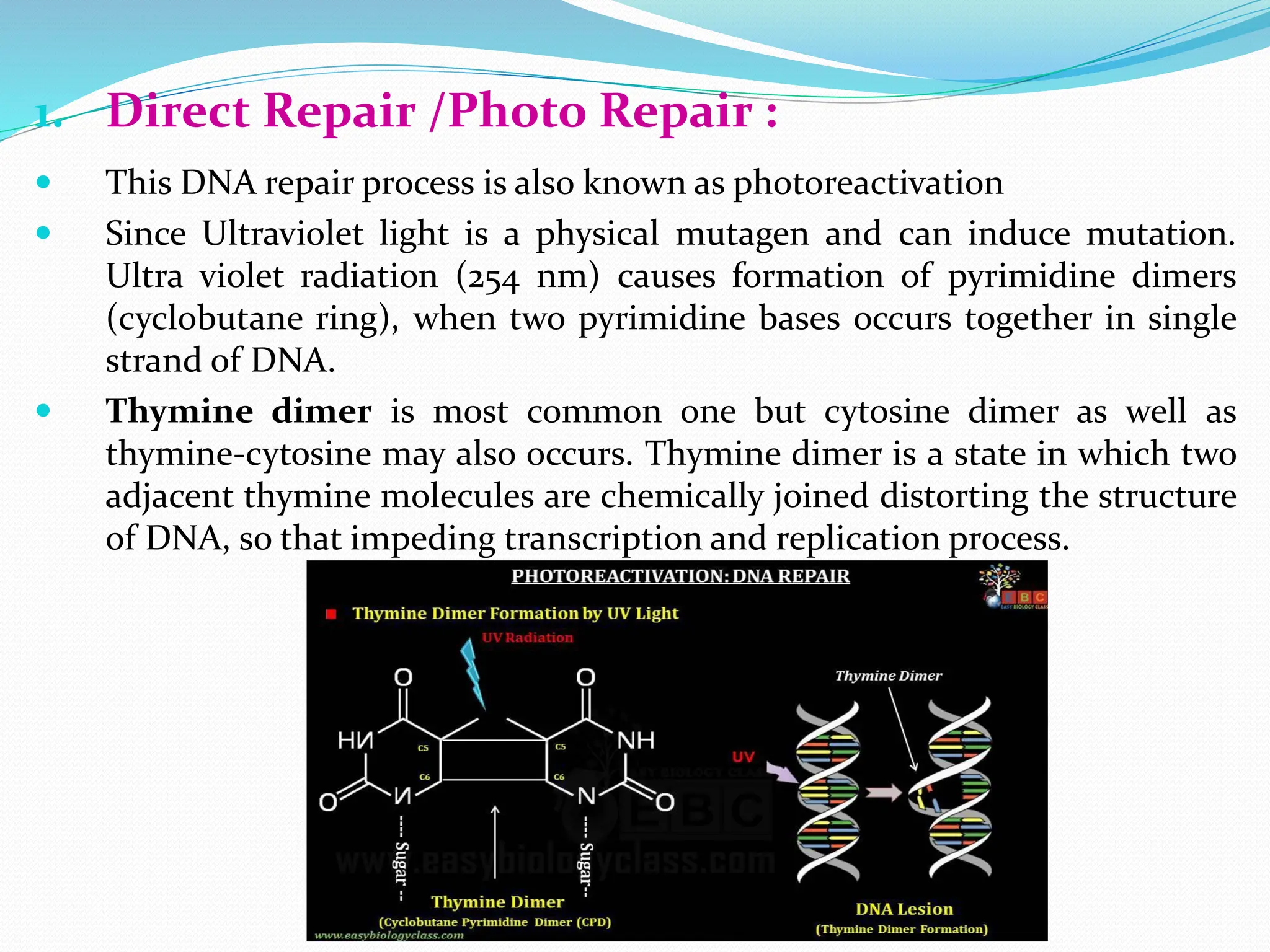 Dna repairing and types of dna repairing | PDF