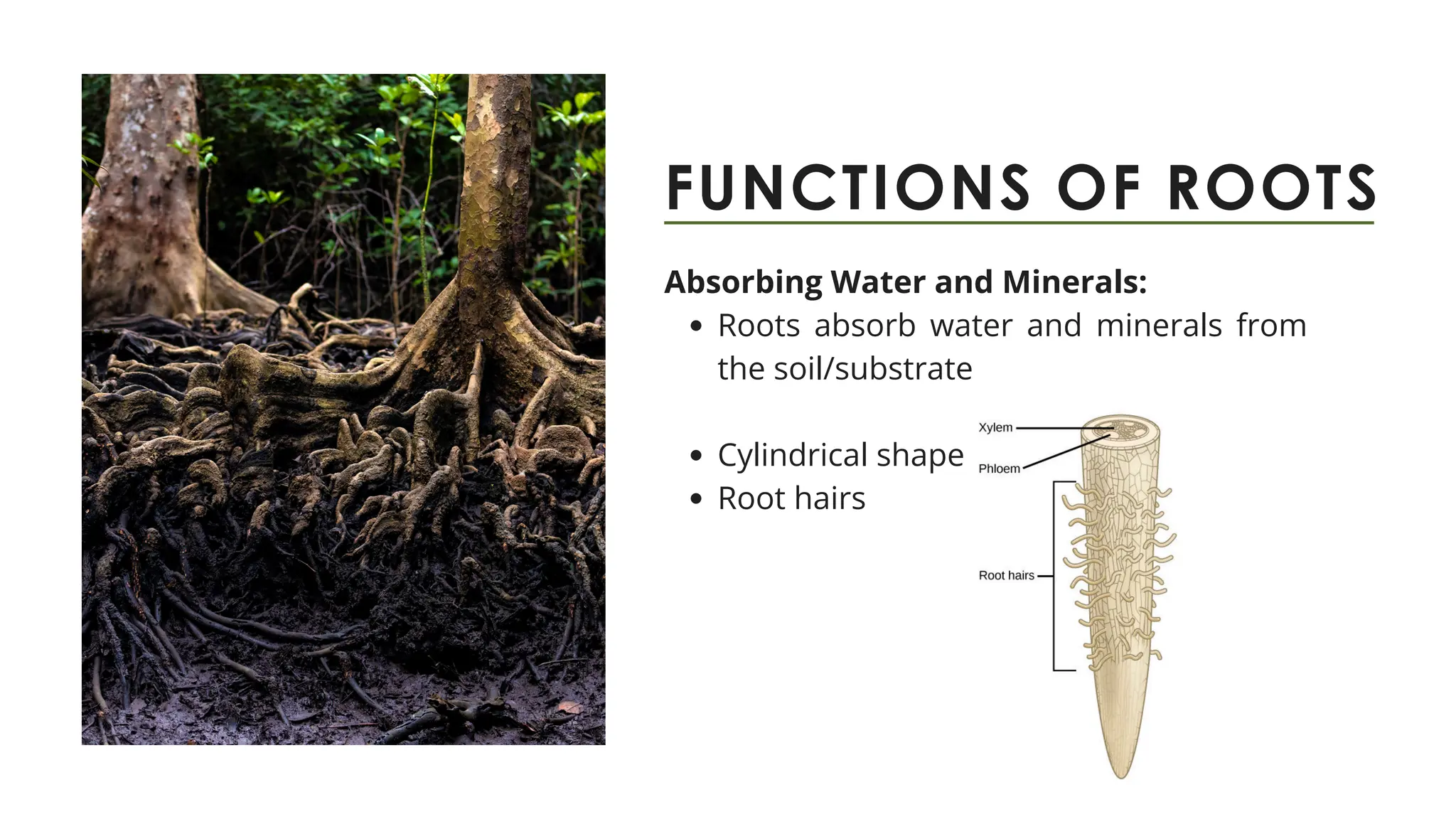 LECTURE 5 botany plants tissue animal food and digestive | PDF | Gardening | Home & Garden