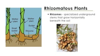 LECTURE 5 botany plants tissue animal food and digestive | PDF ...
