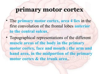 lecture 5.ppt neuro science ppt presenta | PPT