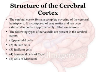 lecture 5.ppt neuro science ppt presenta | PPT