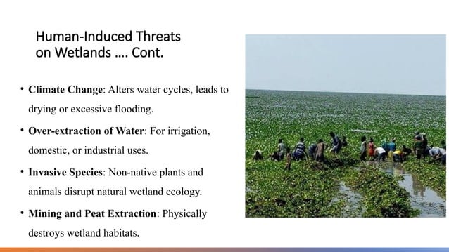 Wetlad Management, Key principles of wetland Management | PPT