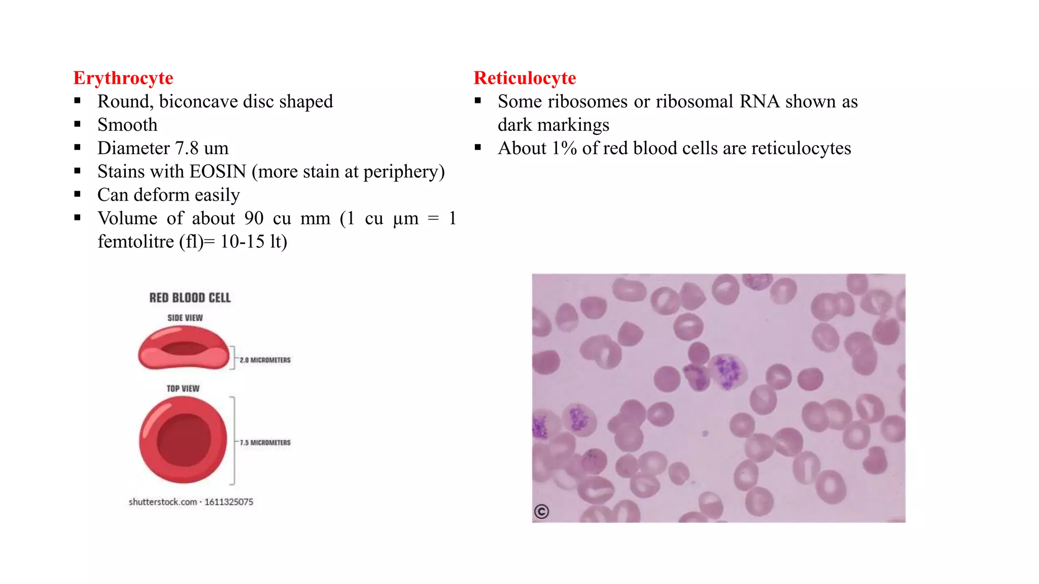 Lecture 5 - 6th week.pptx