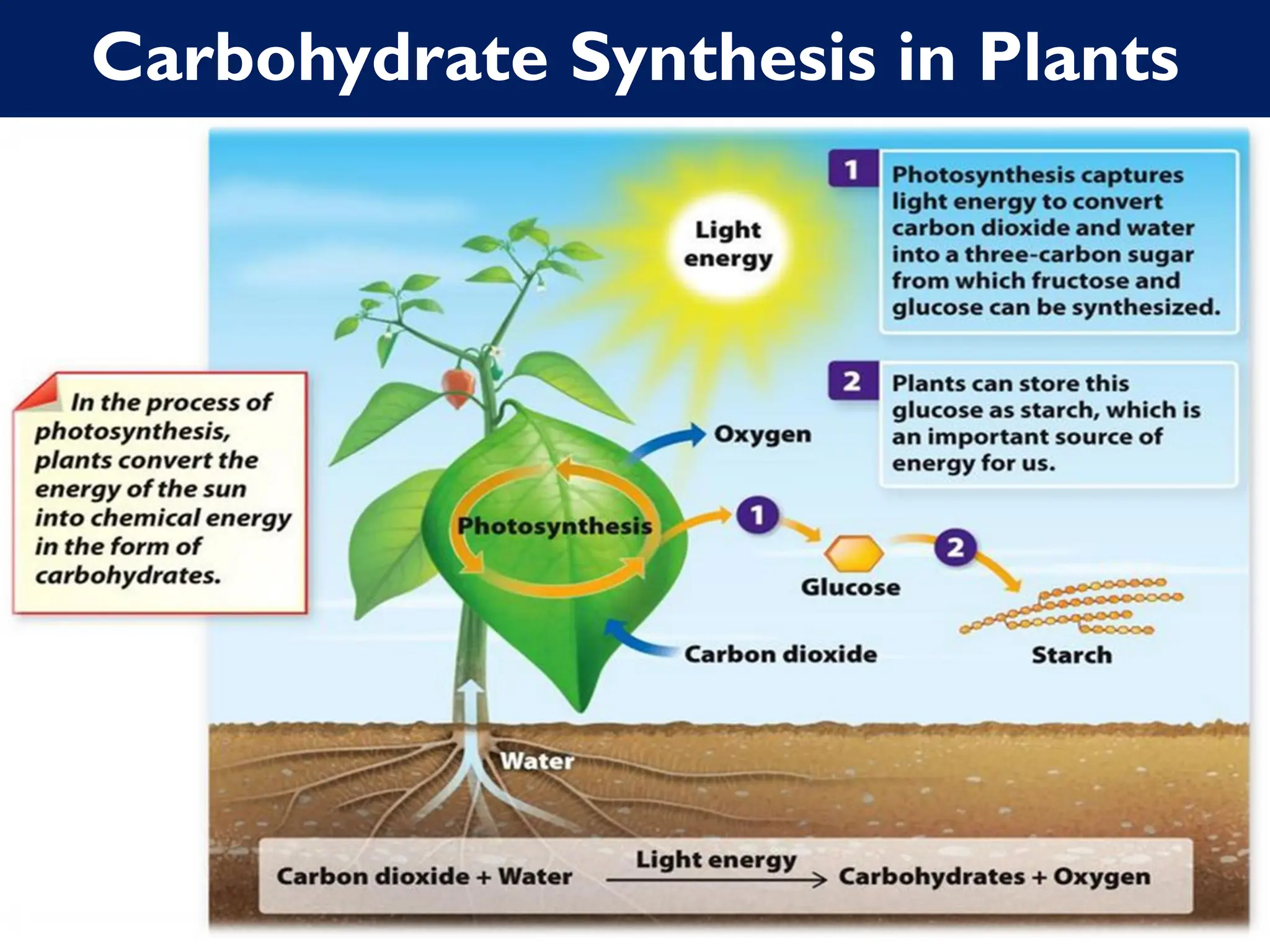 Lecture 5 - Carbohydrates 1 (1) introduction.pdf