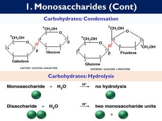 Lecture 5 - Carbohydrates 1 (1) introduction.pdf