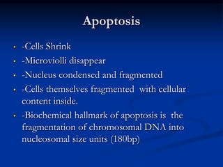 Lecture 5 cell growth phases | PPTX