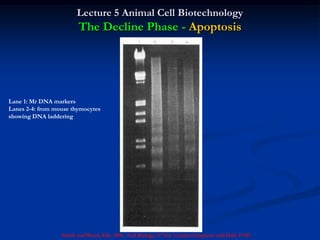 Lecture 5 cell growth phases | PPTX