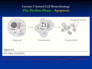 Lecture 5 cell growth phases | PPTX
