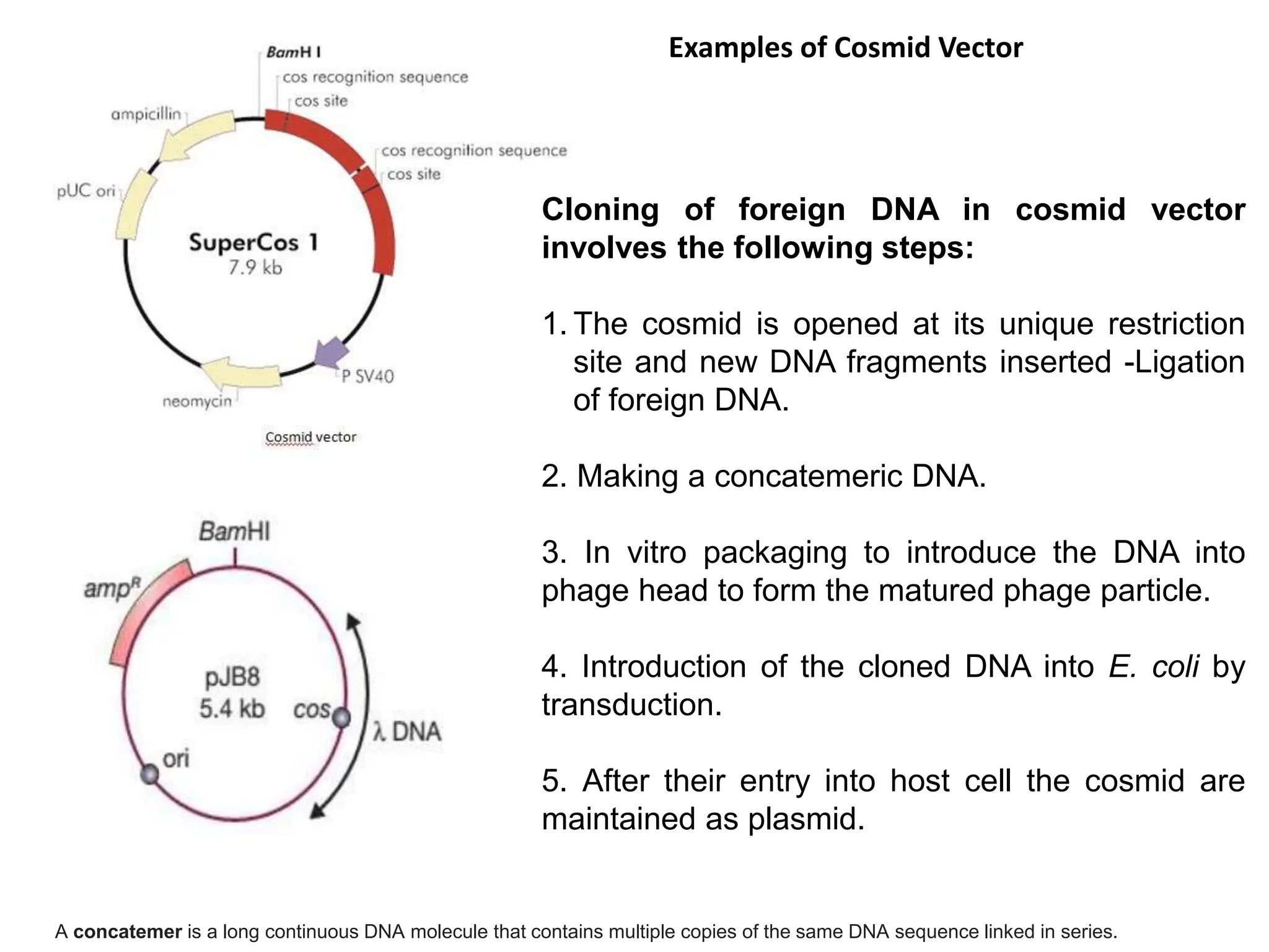 Cosmids vector | PPTX