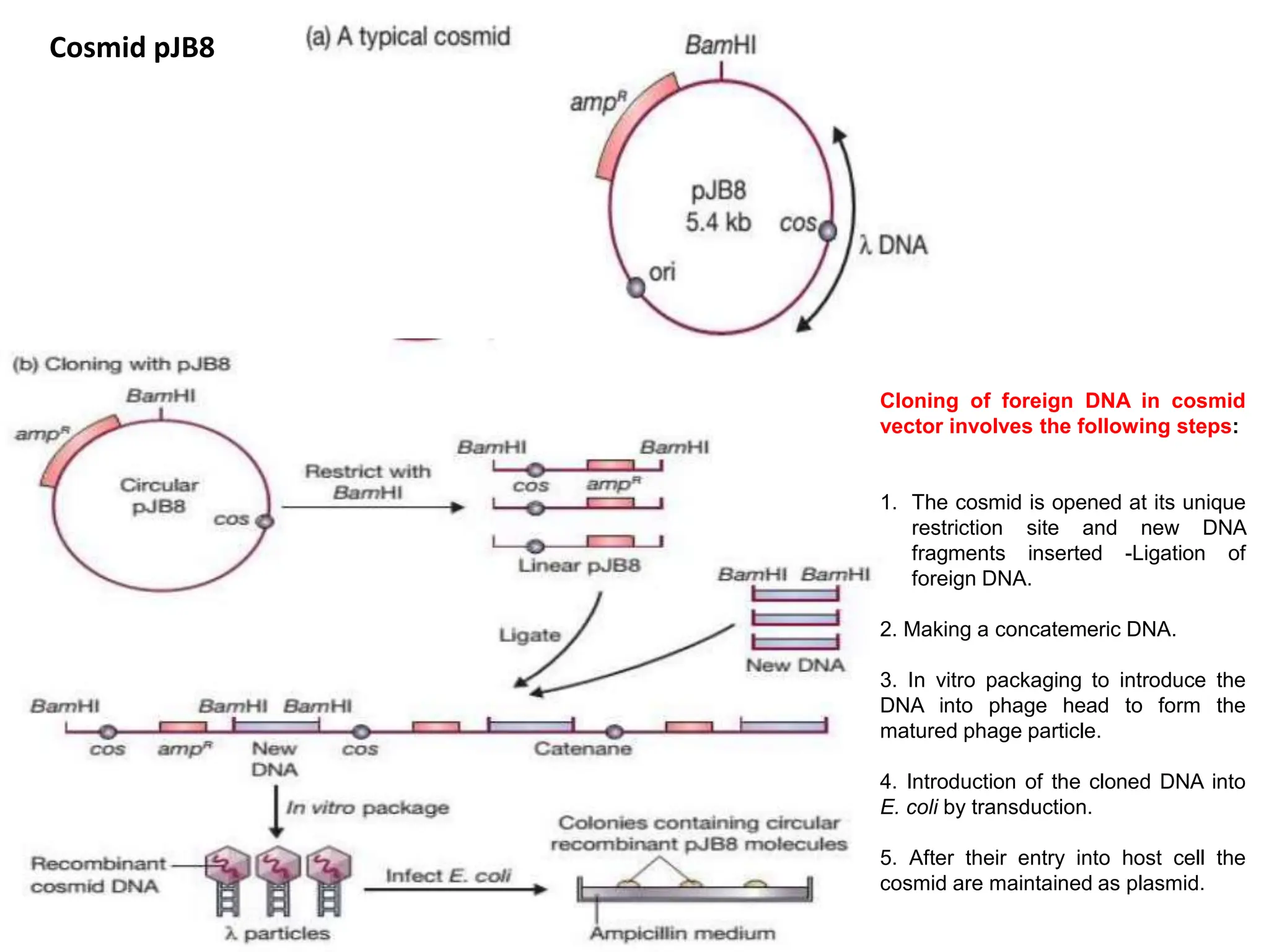 Cosmids vector | PPTX