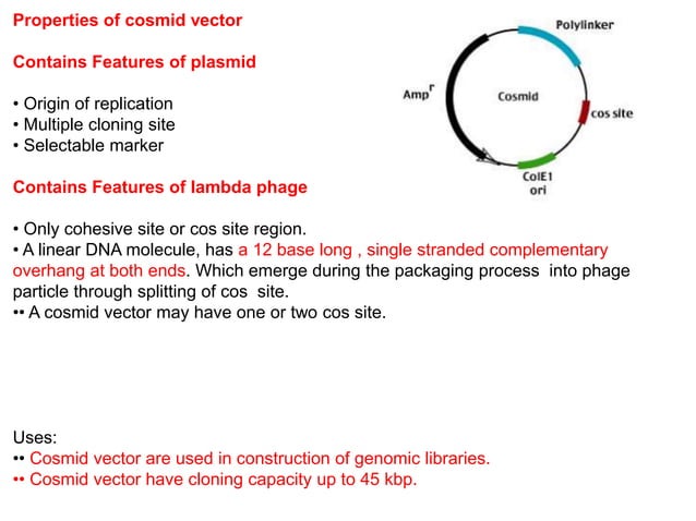 Cosmids vector | PPTX | Genetics | Science