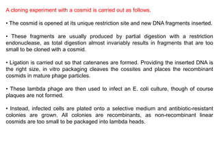 Cosmids vector | PPTX
