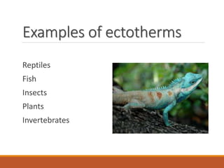 Endothermic Examples Animals