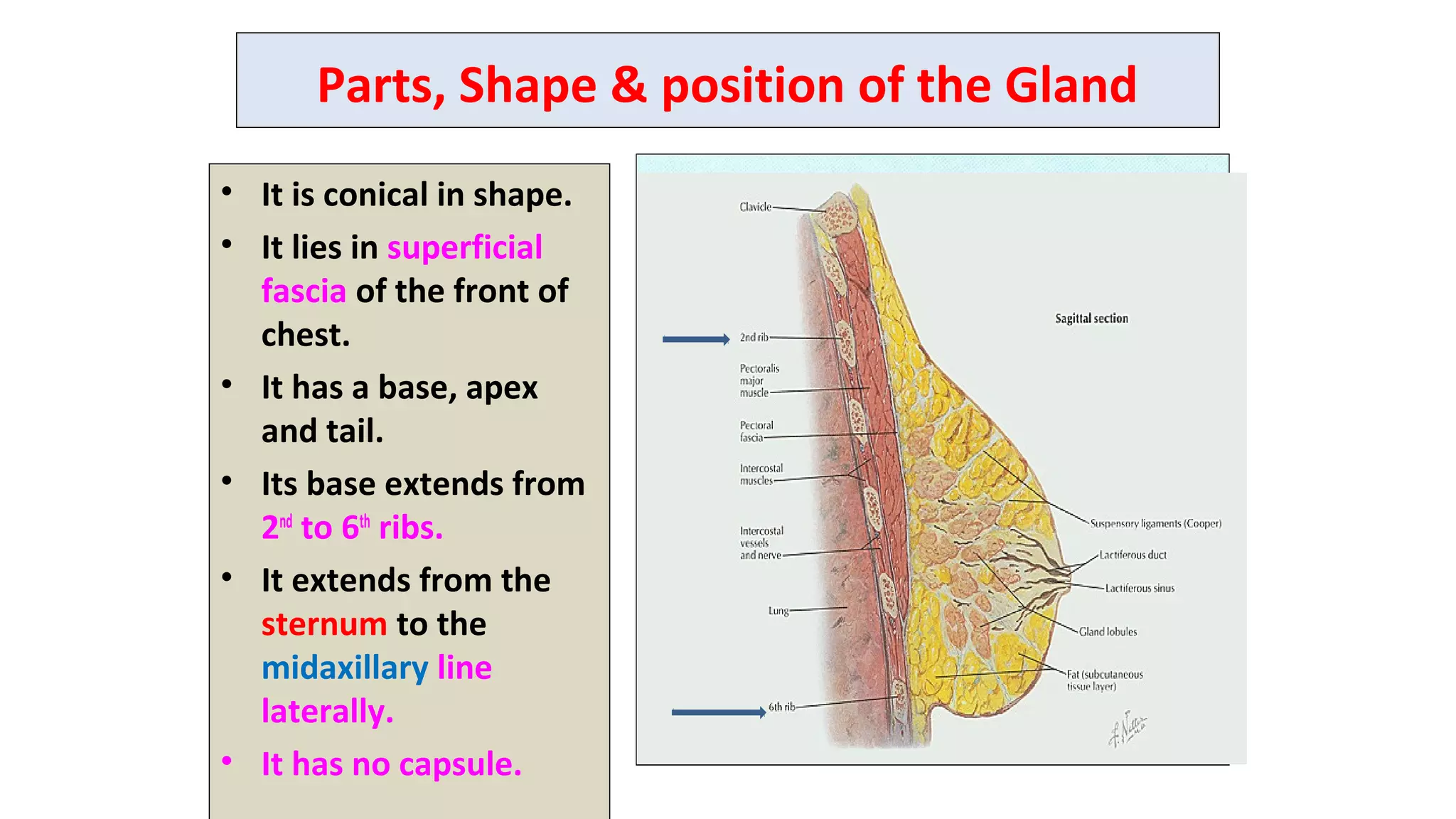 female breast anatomy and physiology | PPT