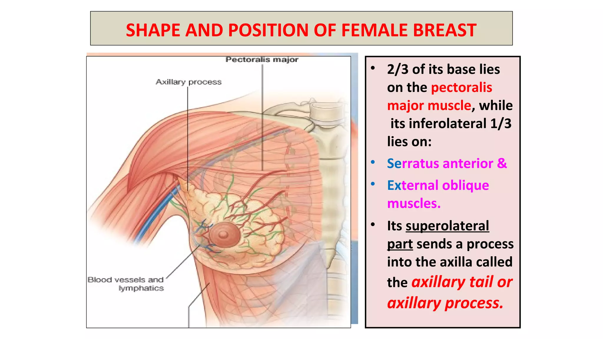 female breast anatomy and physiology | PPT