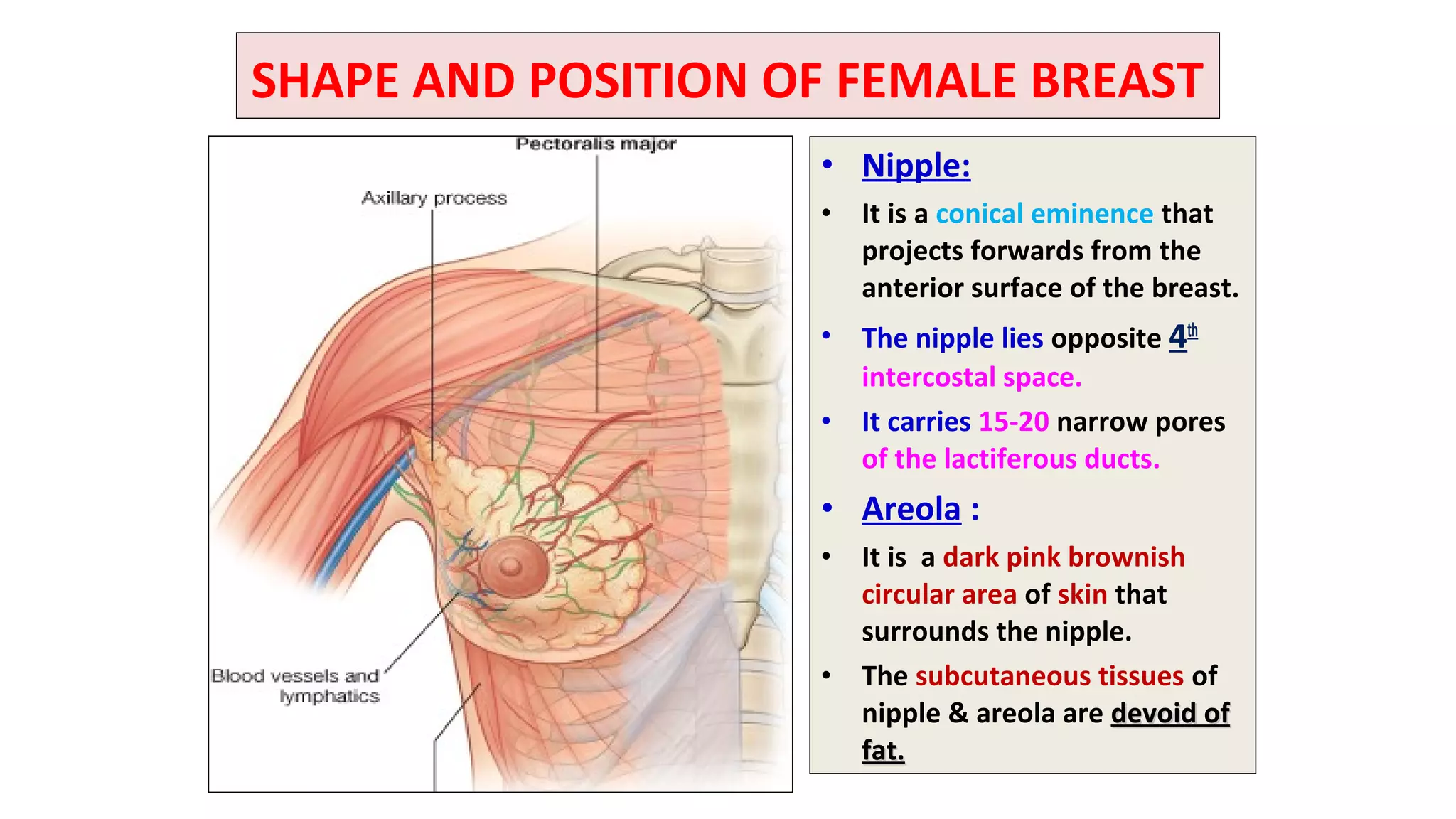 female breast anatomy and physiology | PPT
