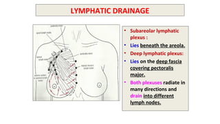female breast anatomy and physiology | PPT