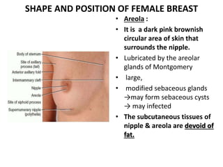 Lecture 5- FEMALE BREAST ANATOMY FOR NURSING STUDENT 2-1.ppt
