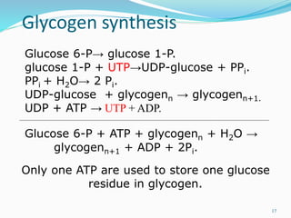 Lecture 5-glycogen metaboli.......sm.pdf