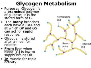 Lecture 5-glycogen metaboli.......sm.pdf