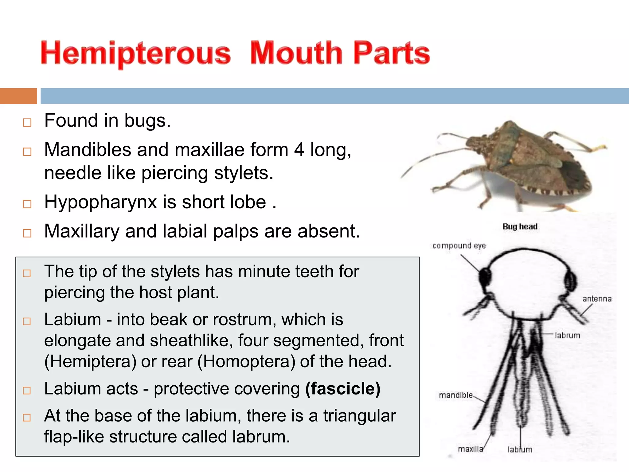 Insect mouthparts | PPTX