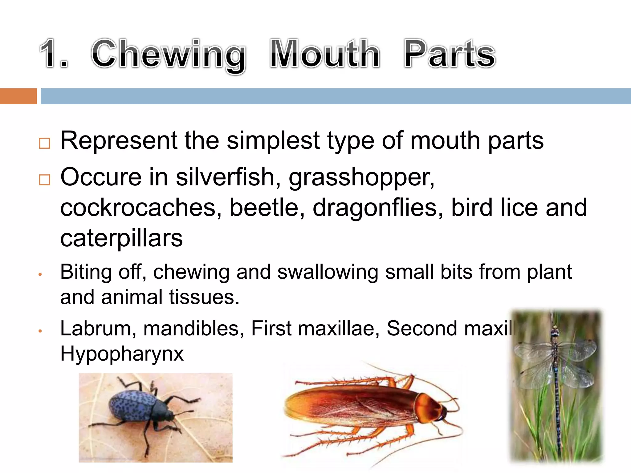 Insect mouthparts | PPTX