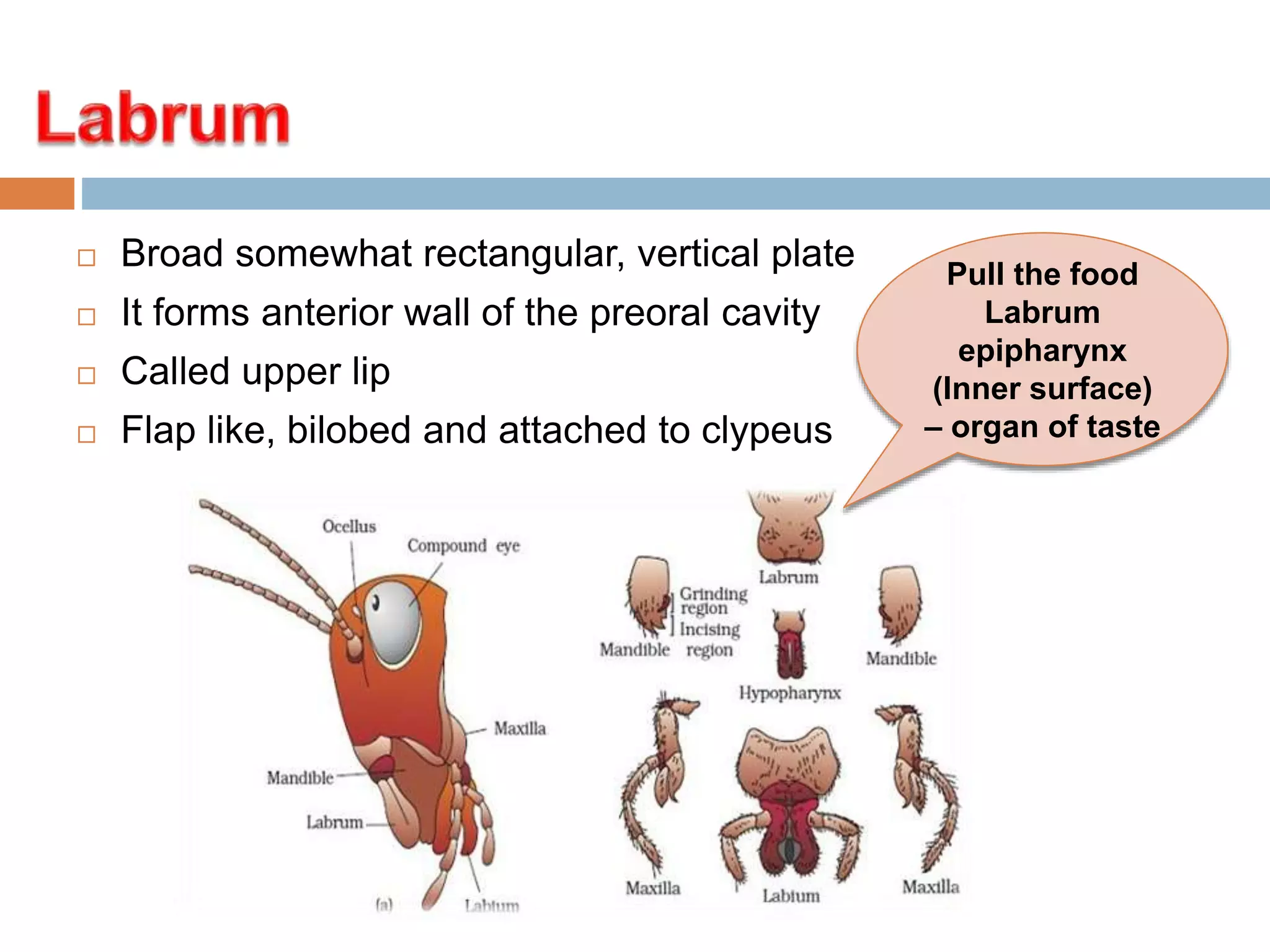Insect mouthparts | PPTX