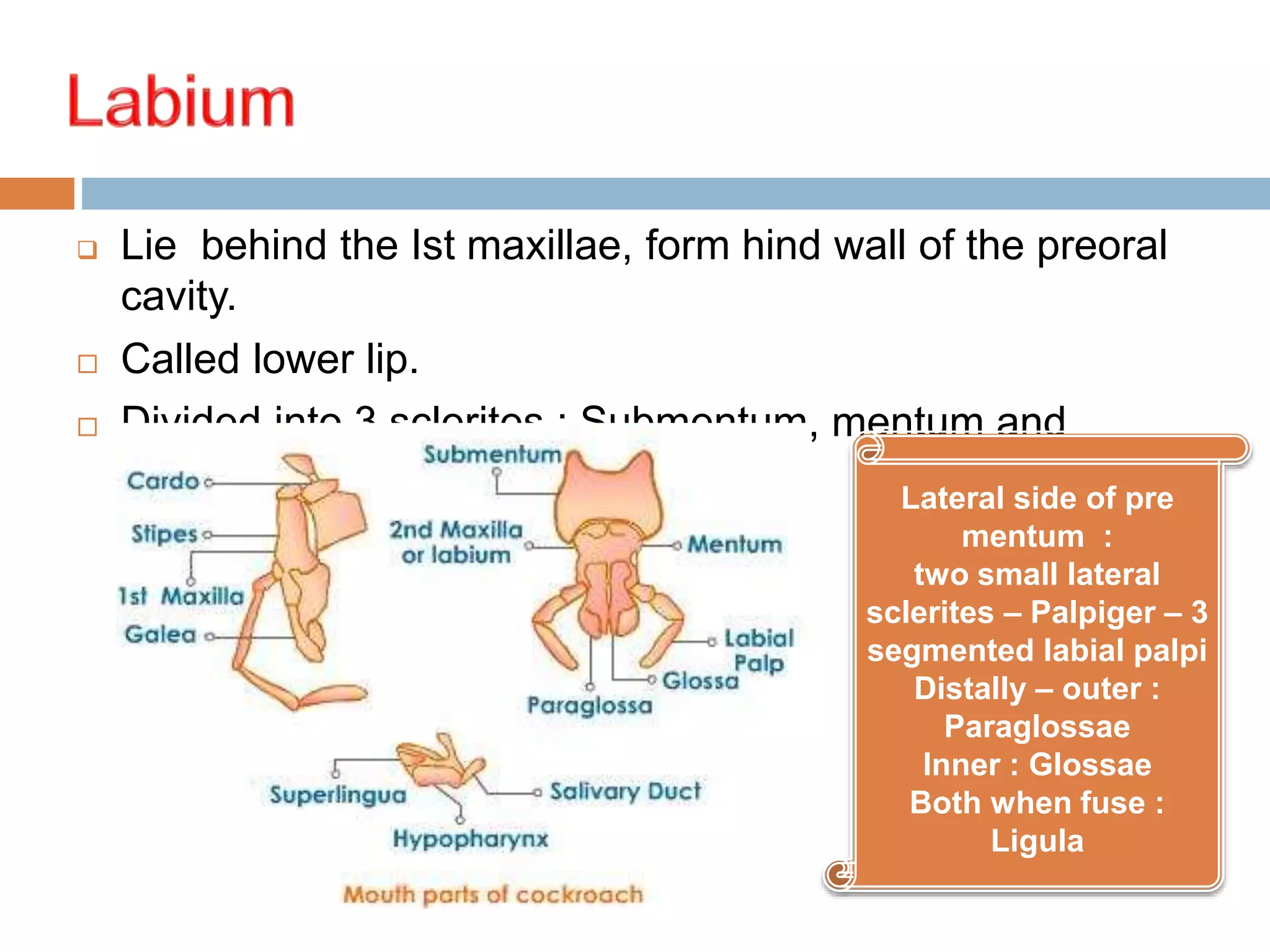Insect mouthparts | PPTX