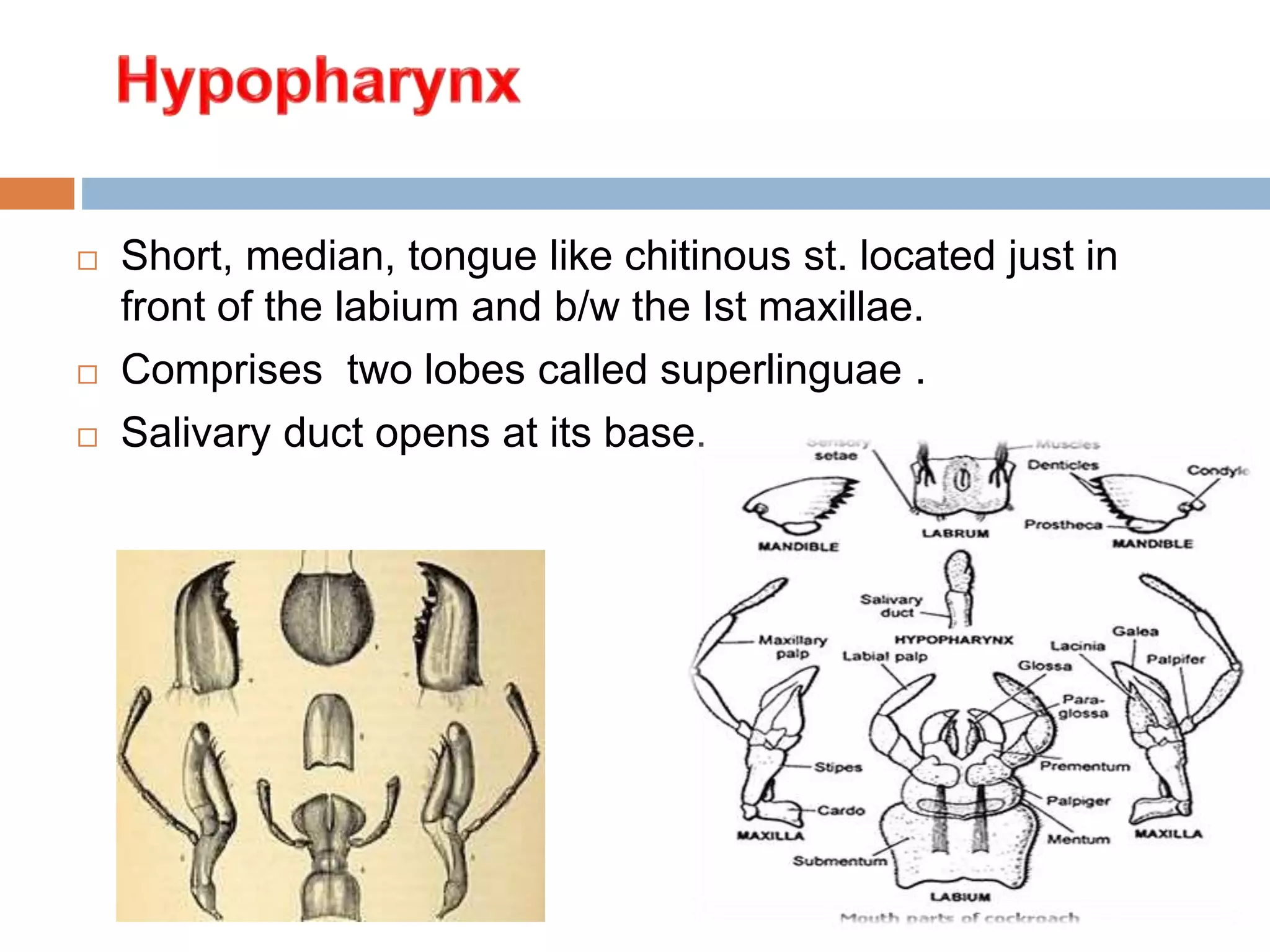 Insect mouthparts | PPTX