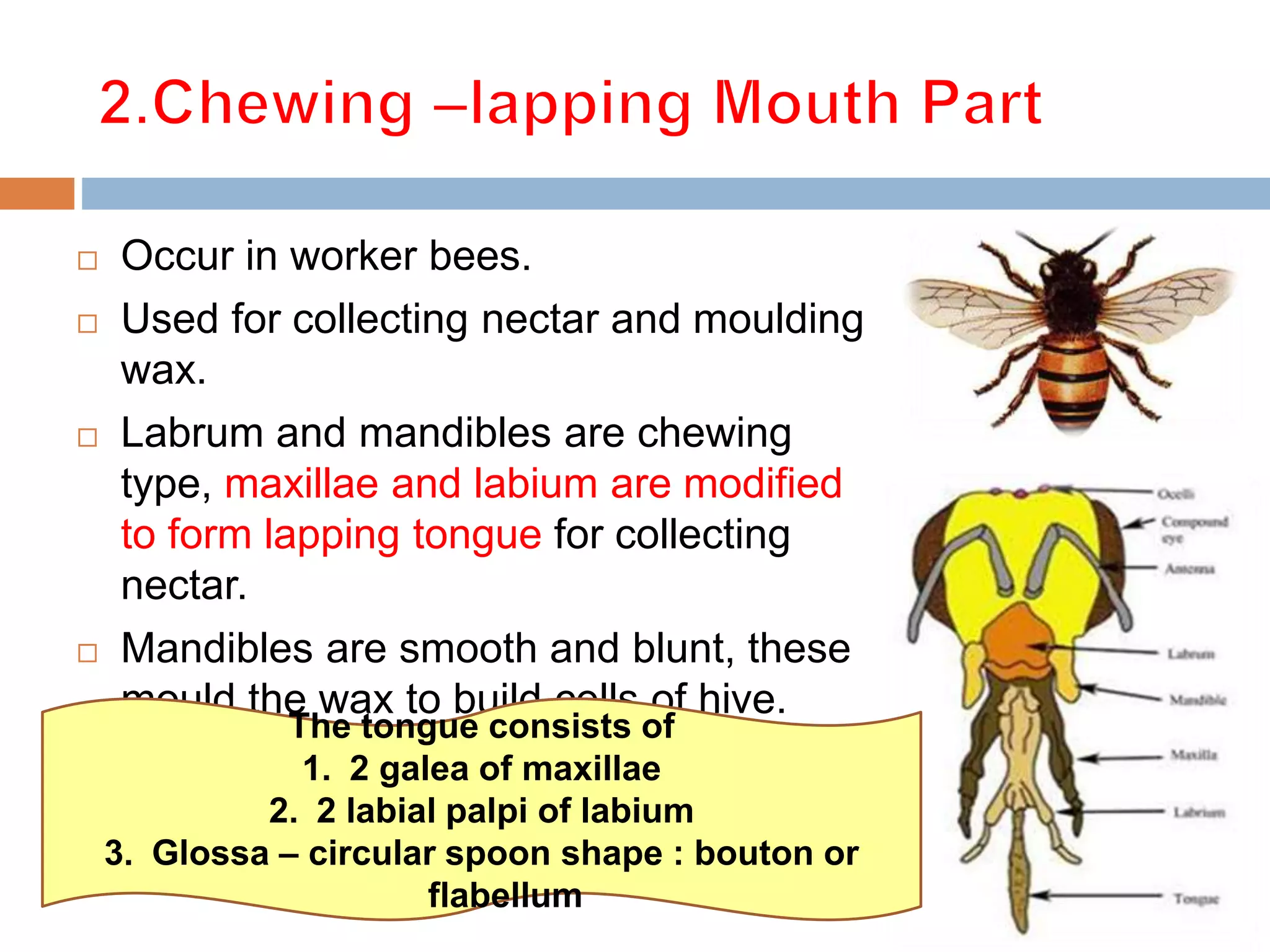 Insect mouthparts | PPTX