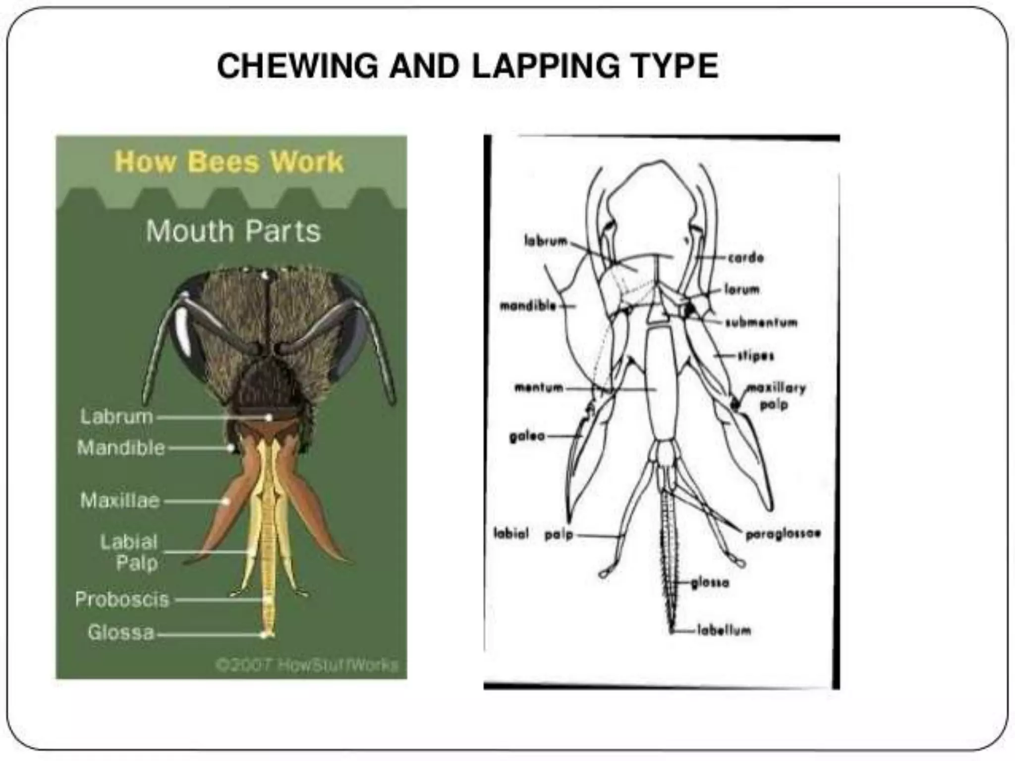 Insect mouthparts | PPTX
