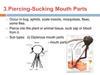 Insect mouthparts | PPTX
