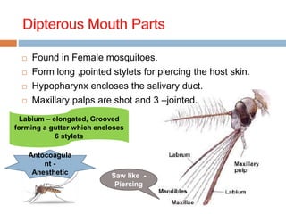 Insect mouthparts | PPTX