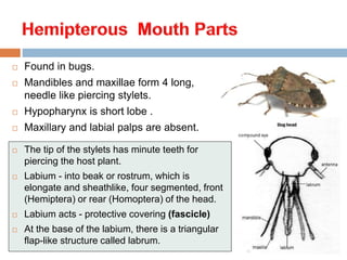 Insect mouthparts | PPTX