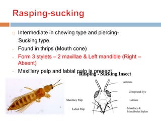 Insect mouthparts | PPTX